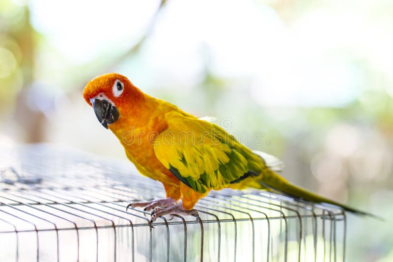 Sun Conure parrots. stock image. Image of tropical, conure - 155401831