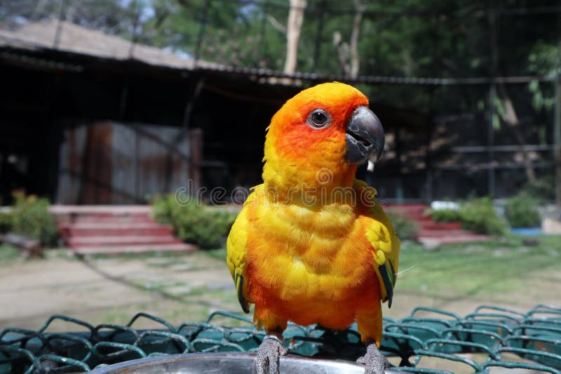 Sun Conure, Scientific Name Aratinga Solstitialis Stock Photo - Image ...