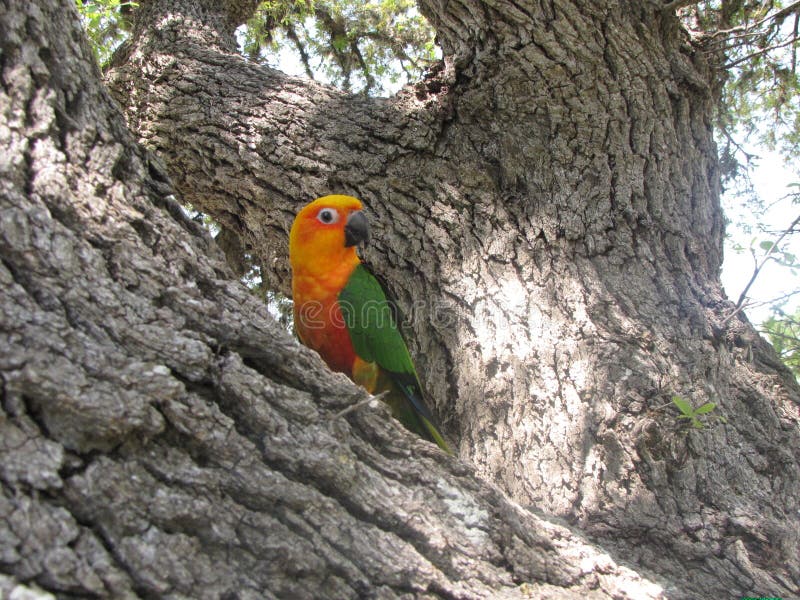 Sun Conure 1 stock photo. Image of parrot, bird, animals - 92328188