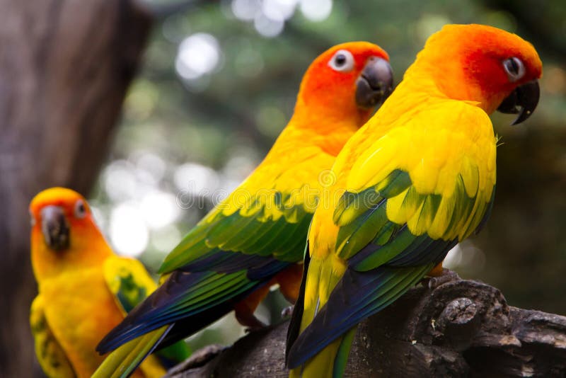 Sun Conure on a Tree Branch Stock Image - Image of conure, culture ...