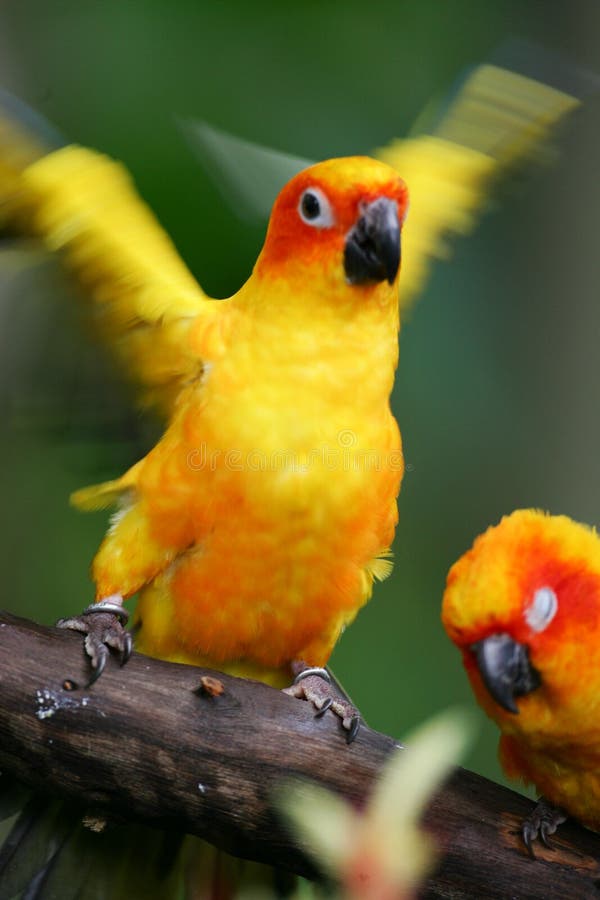 Sun Conures stock image. Image of wildlife, wild, paradise - 4005957