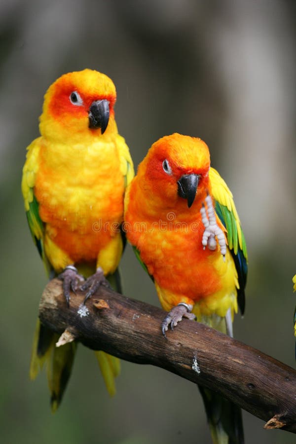 Sun Conures stock image. Image of wildlife, wild, paradise - 4005957