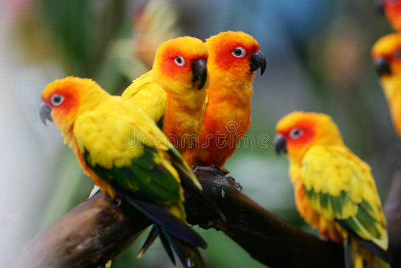 Sun Conures stock image. Image of wildlife, wild, paradise - 4005957