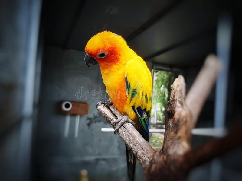 Sun conures bird stock image. Image of finch, wing, wildlife - 211242427