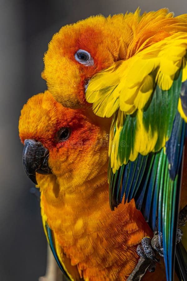 Sun Conures stock image. Image of creature, tropical - 238337061