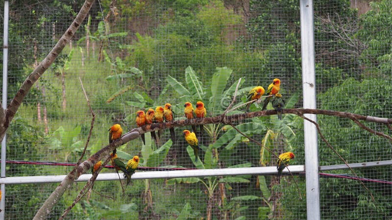 Sun Conures Sit Inside a Large Cage with Green Plants in the Background ...