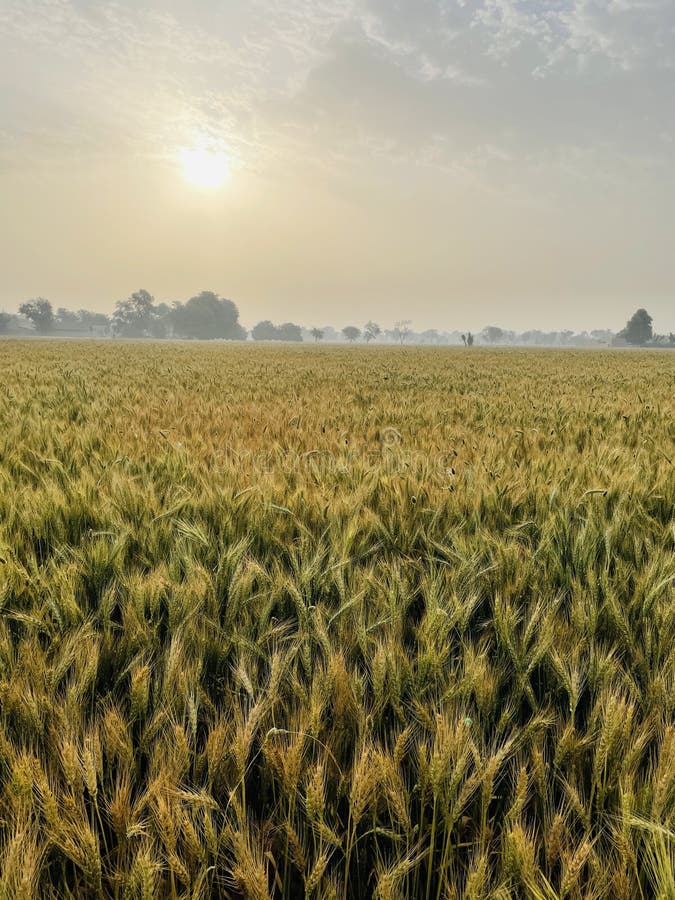 Sun and crops stock photo. Image of grass, nature, sunshine - 222332358