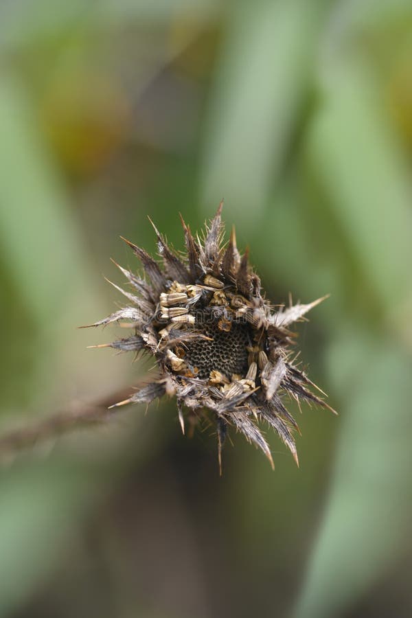 Sun daisy stock image. Image of head, garden, nature - 200677451