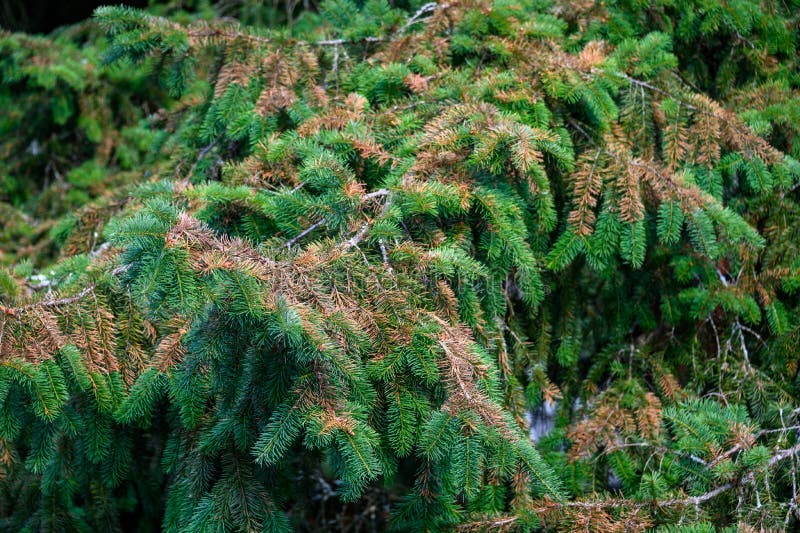 Sun Damaged Evergreen Tree with Dead Pine Needles, Casualty of a Record ...