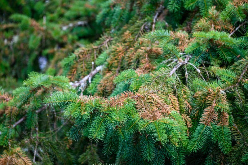 Sun Damaged Evergreen Tree with Dead Pine Needles, Casualty of a Record ...