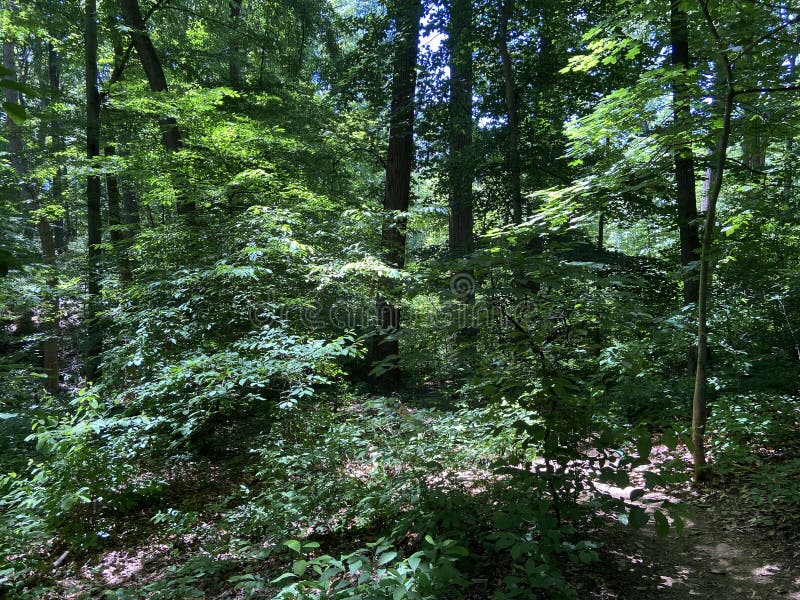 June Landscape stock photo. Image of evening, june, green - 2672414