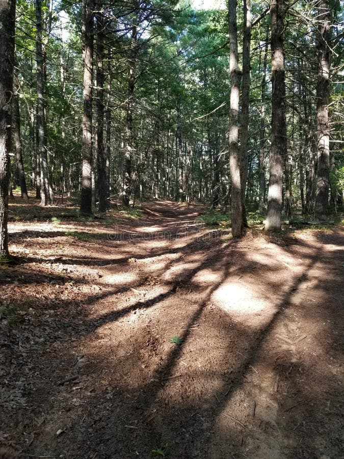 Sun Dappled Forest Trail stock photo. Image of grounds - 161085708