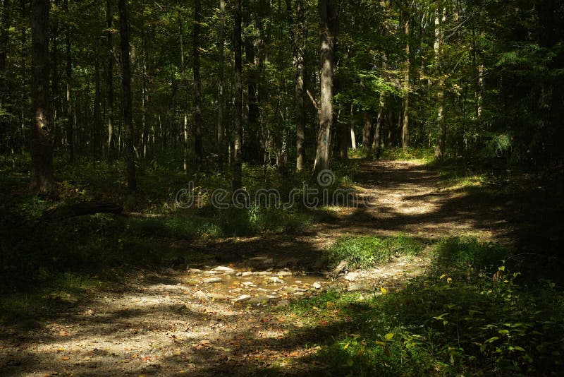 Sun-dappled Path in a Dark Forest Stock Photo - Image of contrast ...