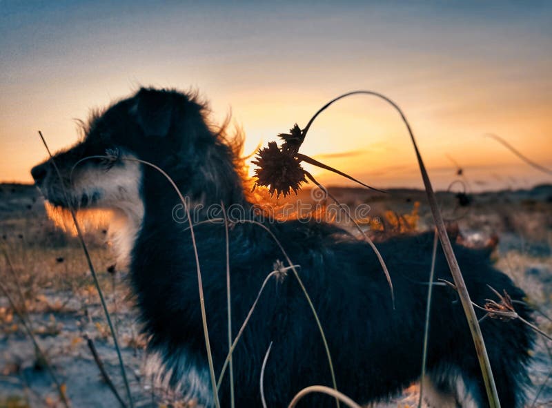 Sun dog stock photo. Image of sunlight, flower, clouds - 155849848