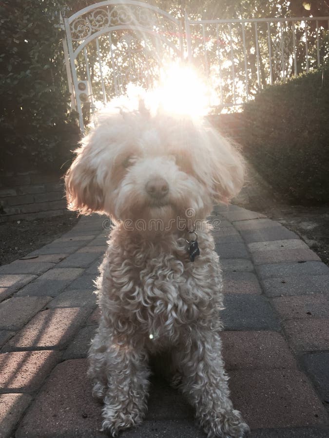 Puppy in front of Sun Ray stock image. Image of puppy - 117678189