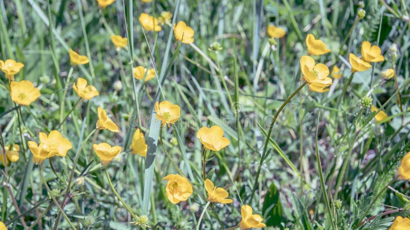 Sun-drenched Field of Bright Yellow Flowers in Full Bloom, Illuminated ...