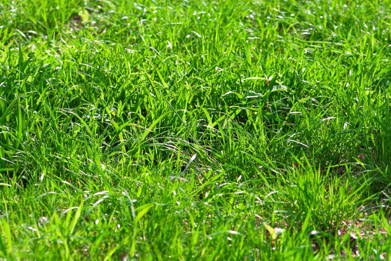 Sun-drenched Green Grass. Spring Herbs. Grass Texture Stock Photo ...