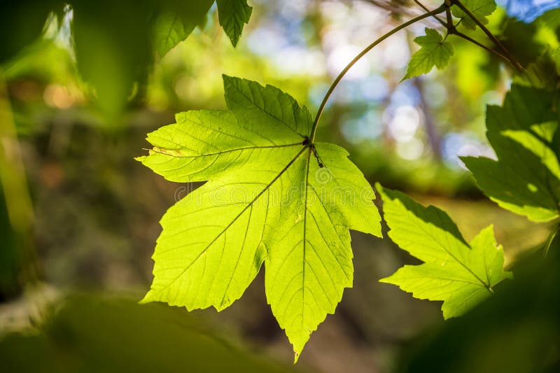 Maple Leaf Glows in the Sunlight in a Forest Stock Photo - Image of ...