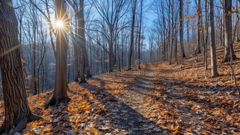 A Sun-drenched Path through a Deciduous Forest, the Sun Shining through ...