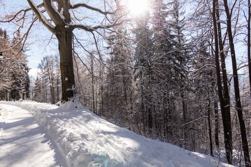 Sun-drenched Winter Landscape Covered with Snow on Trees Stock Image ...