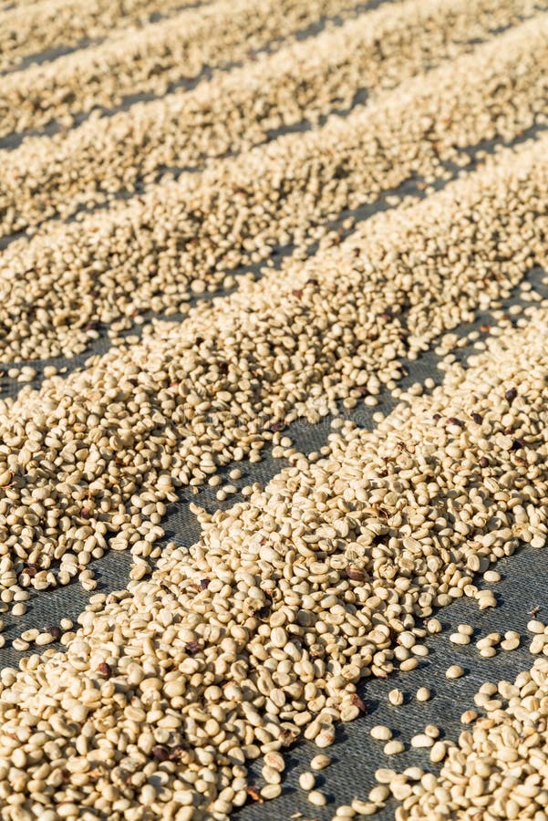 Sun dried coffee beans stock image. Image of brown, agriculture - 49663175