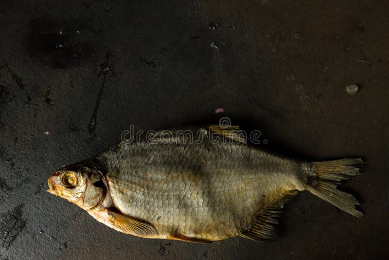 Sun dried fish stock photo. Image of food, gourmet, salt - 251177434