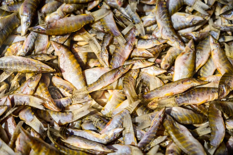 Sun dried fish stock photo. Image of health, preservation - 295009790
