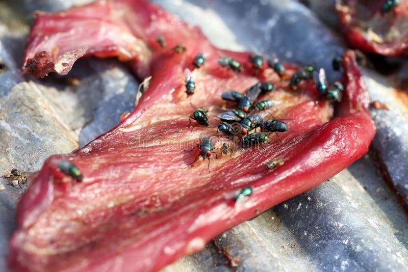 Sun-dried pork with flies stock image. Image of food - 70198611