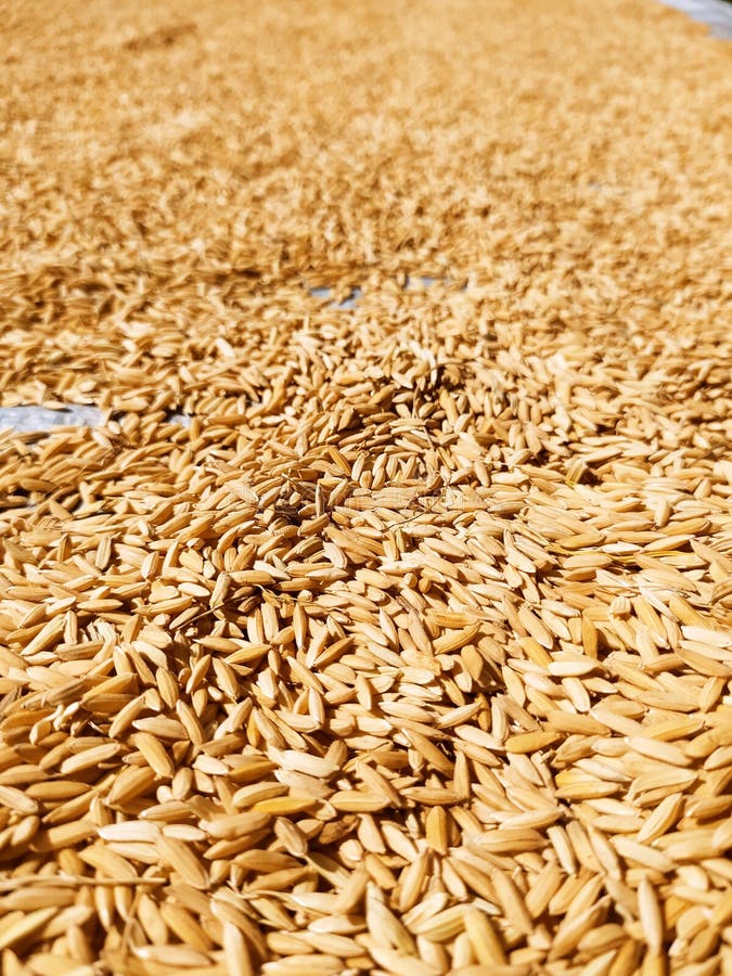 Sun dried rice stock image. Image of field, dessert - 212746617
