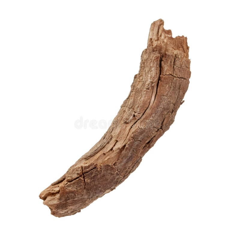 Sun Dried Root Fragment Isolated Transparent Background Clipping Path ...
