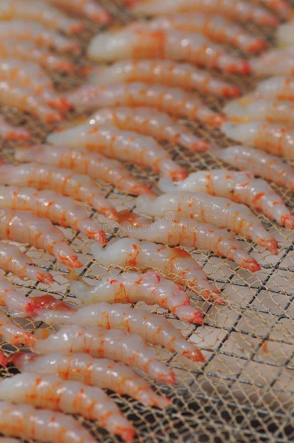 Sun-dried shrimp stock photo. Image of food, sundried - 34363152