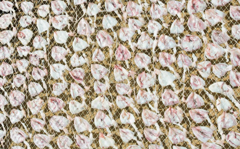 Sun dried squid stock photo. Image of group, seafood - 28908684