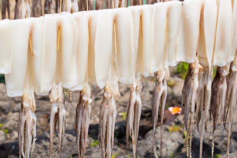 Sun Dried Squid Hanging at Seaside Stock Photo - Image of summer, food ...