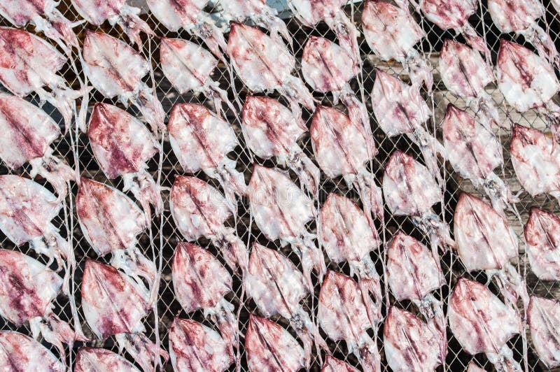 Sun Dried Squid stock photo. Image of gourmet, fresh - 43653340