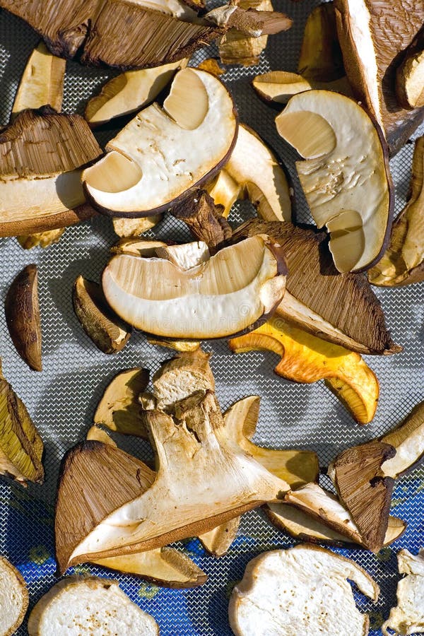 Sun-dry mushrooms stock photo. Image of cook, fungi, fried - 9893720