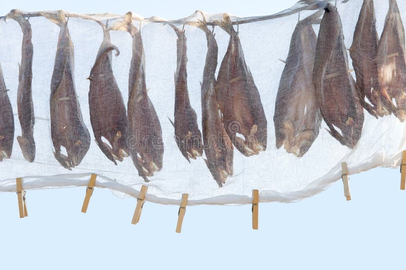 Sun drying of fish stock image. Image of covered, omul - 15197293