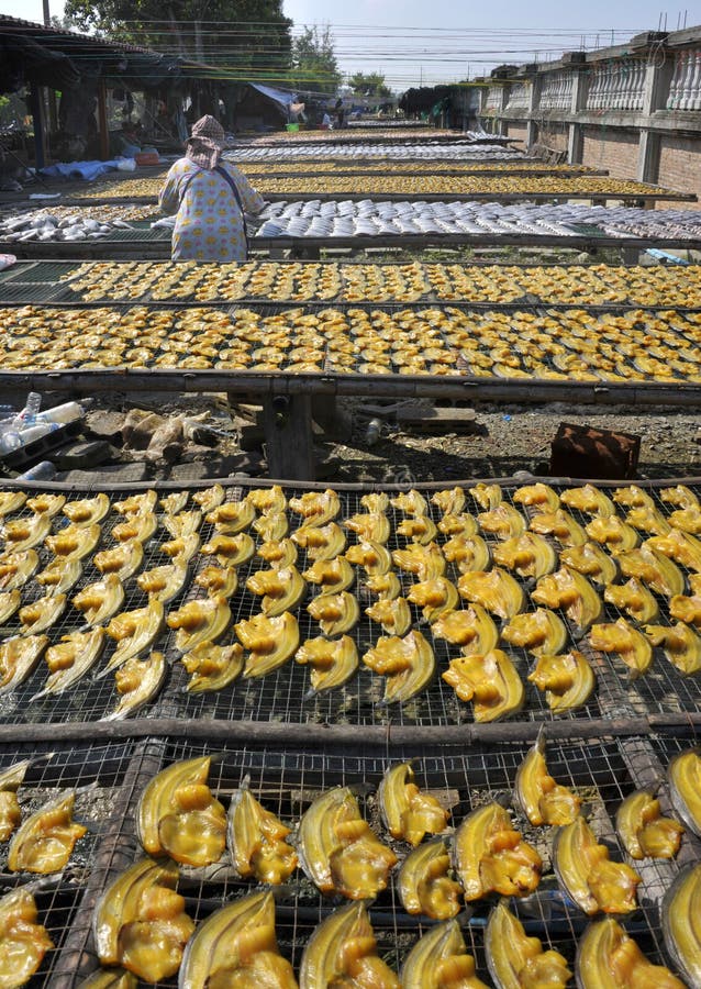 Sun drying fish stock photo. Image of thailand, sunshine - 69471668