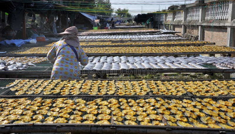 Drying Raw Fish stock image. Image of natural, prepared - 218664861