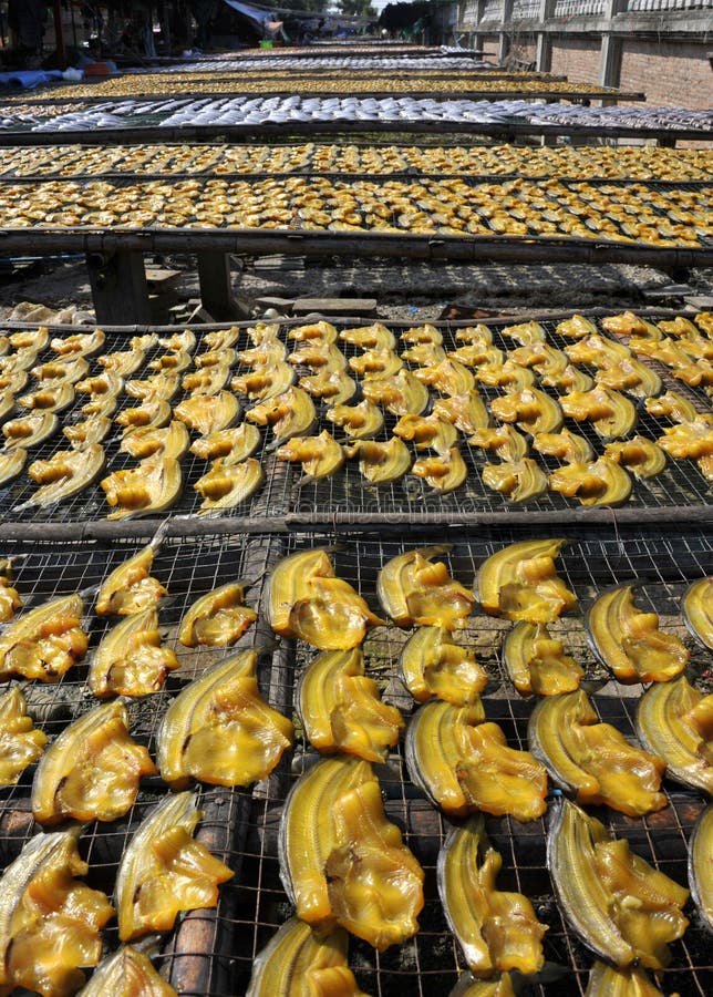Sun drying fish stock image. Image of diet, healthy, cure - 67426611