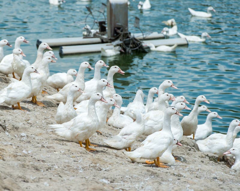 Sun ducks stock photo. Image of grass, green, play, pure - 72198408