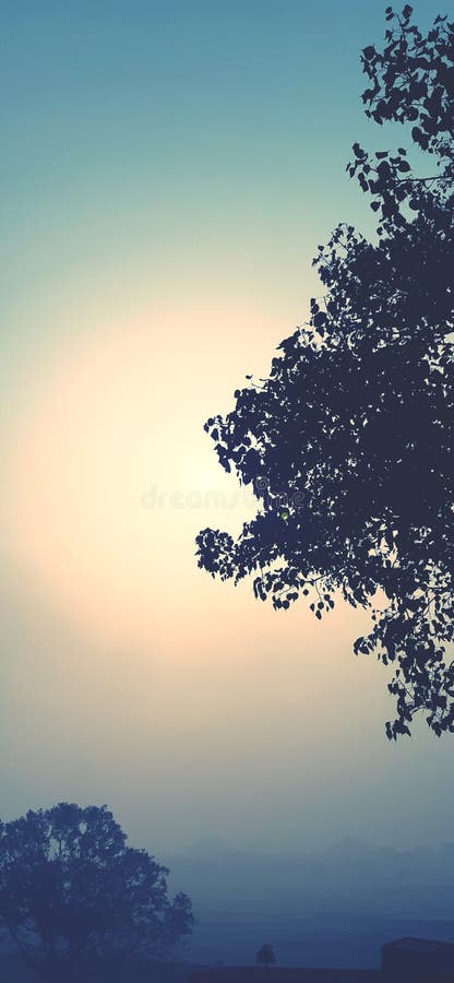 Sun Effects with Tree Natural Stock Image - Image of effects, cool ...