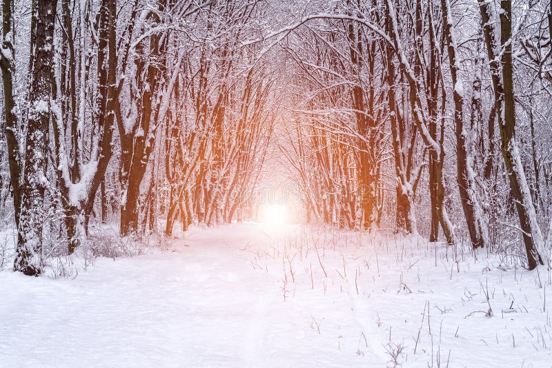 Snowy Forest Path Bright Light End Winter Stock Photos - Free & Royalty ...