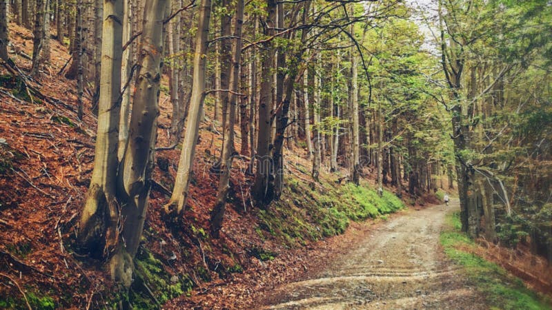 Sun Evening Forrest Natures Stock Photo - Image of forrest, branch ...