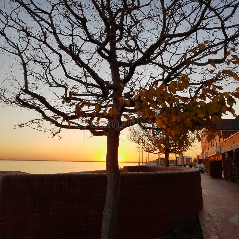 Sun evening tree stock photo. Image of light, promenade - 131860692