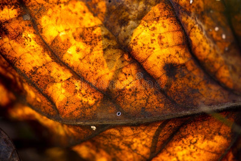 Sun through a fall leaf stock image. Image of pattern - 81667497
