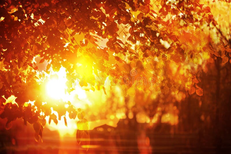 Sun through Fall Leaves stock photo. Image of pattern - 63620034