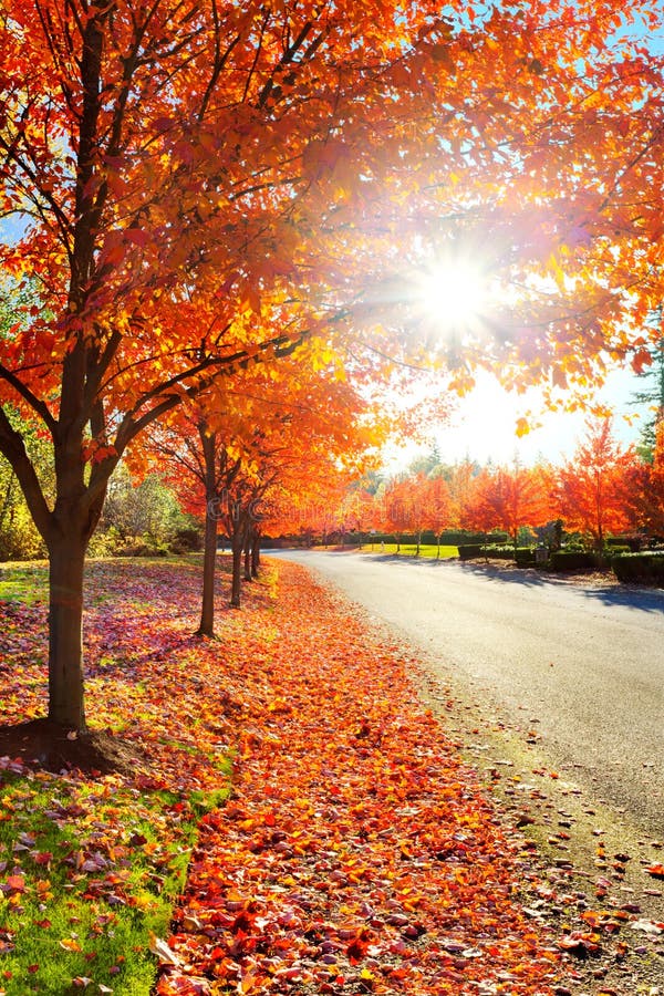 Sun through Fall Maple Leaves Stock Photo - Image of tree, road: 22028396