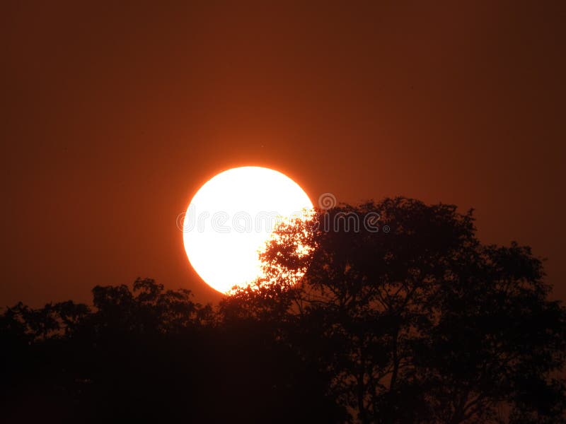 Sun is Falling Look Like Behind the Tree. Stock Image - Image of great ...