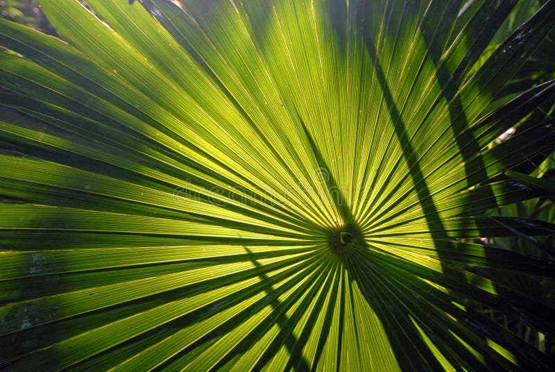 Sun Fan stock image. Image of light, wheel, tropical, beautiful - 1733457