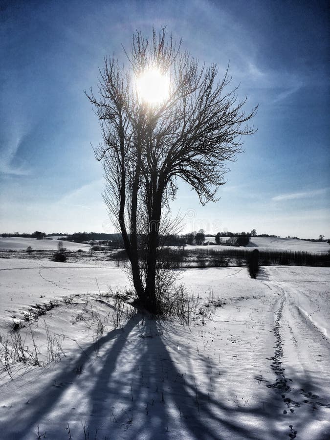 Sun stock photo. Image of winter, cold, fields, lithuania - 117503336